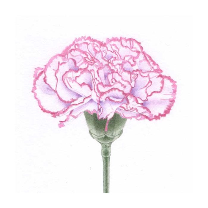 Carnation Plant Drawing Carnation Drawing How To Draw A Carnation