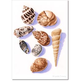 'Shells' - A4 print. Beautiful still life prints